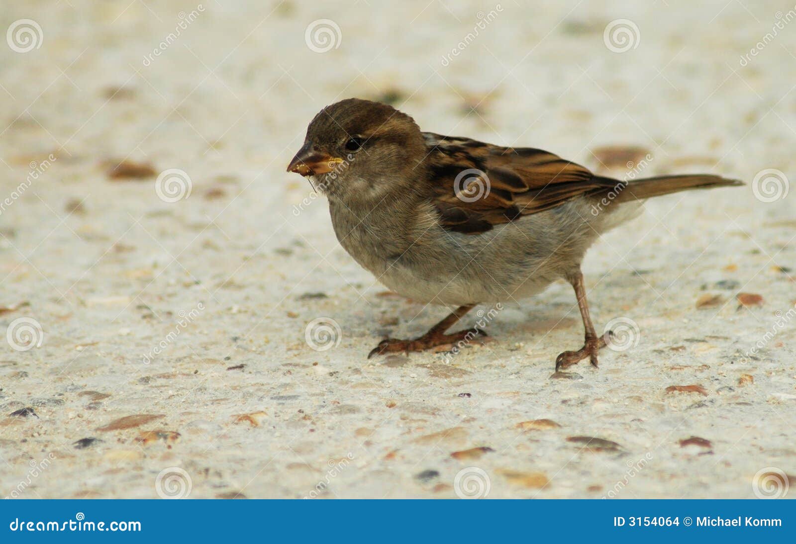 Spatz stockfoto. Bild von vogel, schnell, spatz, nahrung - 3154064