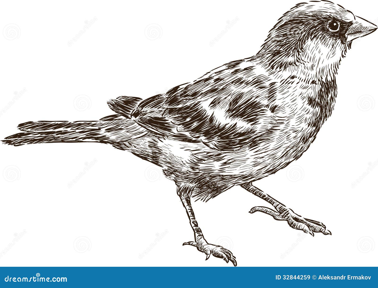 Spatz vektor abbildung. Illustration von realistisch - 32844259