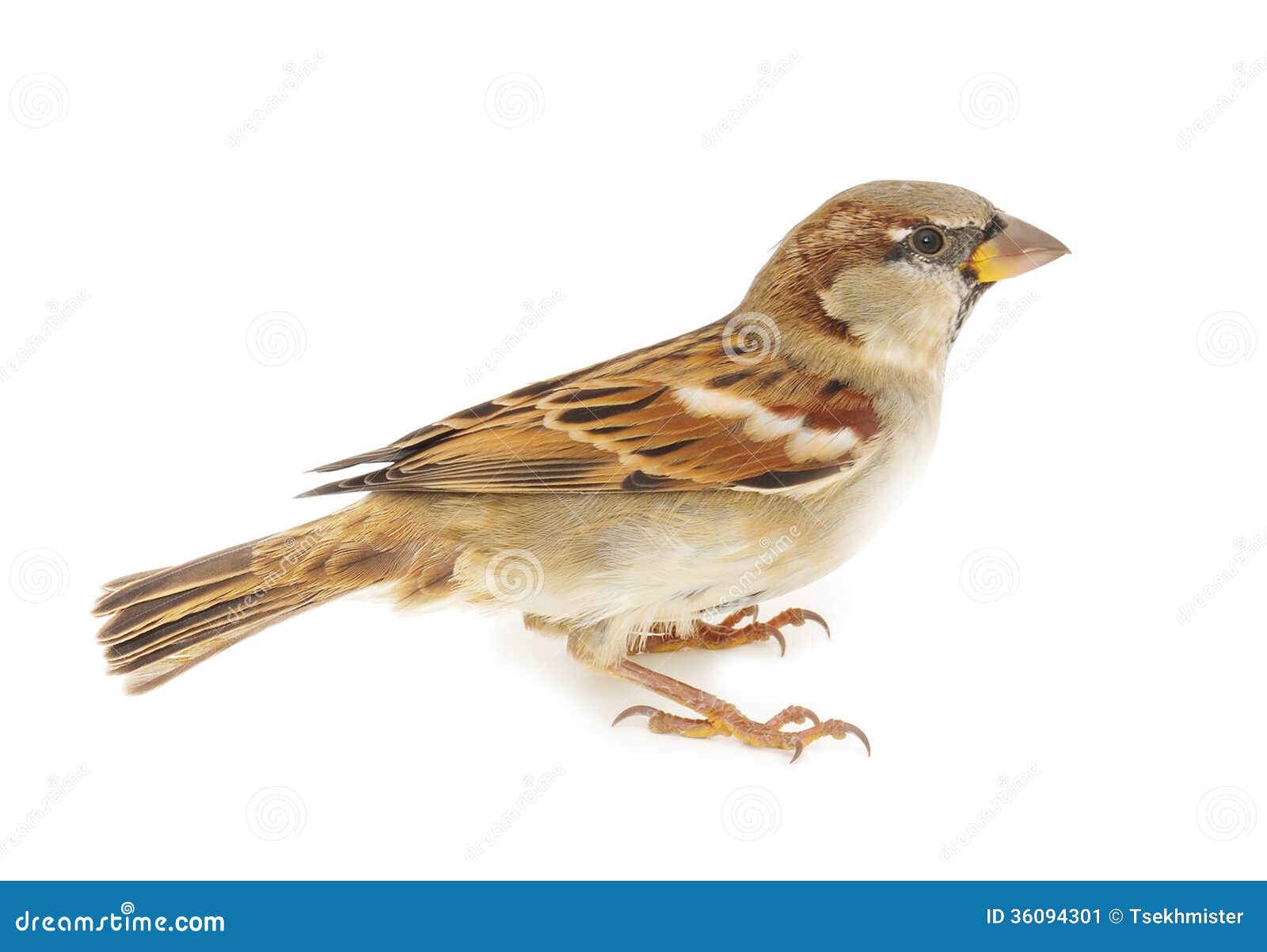 Spatz stockbild. Bild von nave, seite, studio, nahaufnahme - 36094301