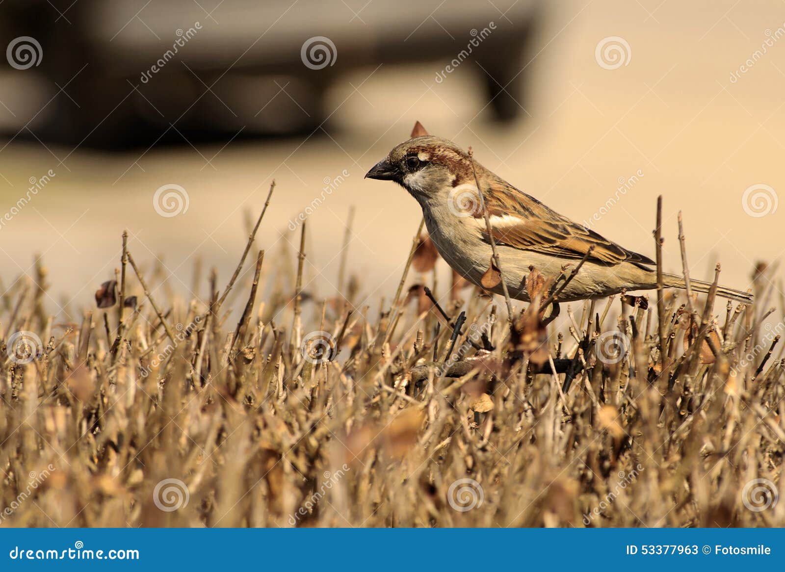 Spatz stockbild. Bild von themen, vogel, gras, ansicht - 53377963