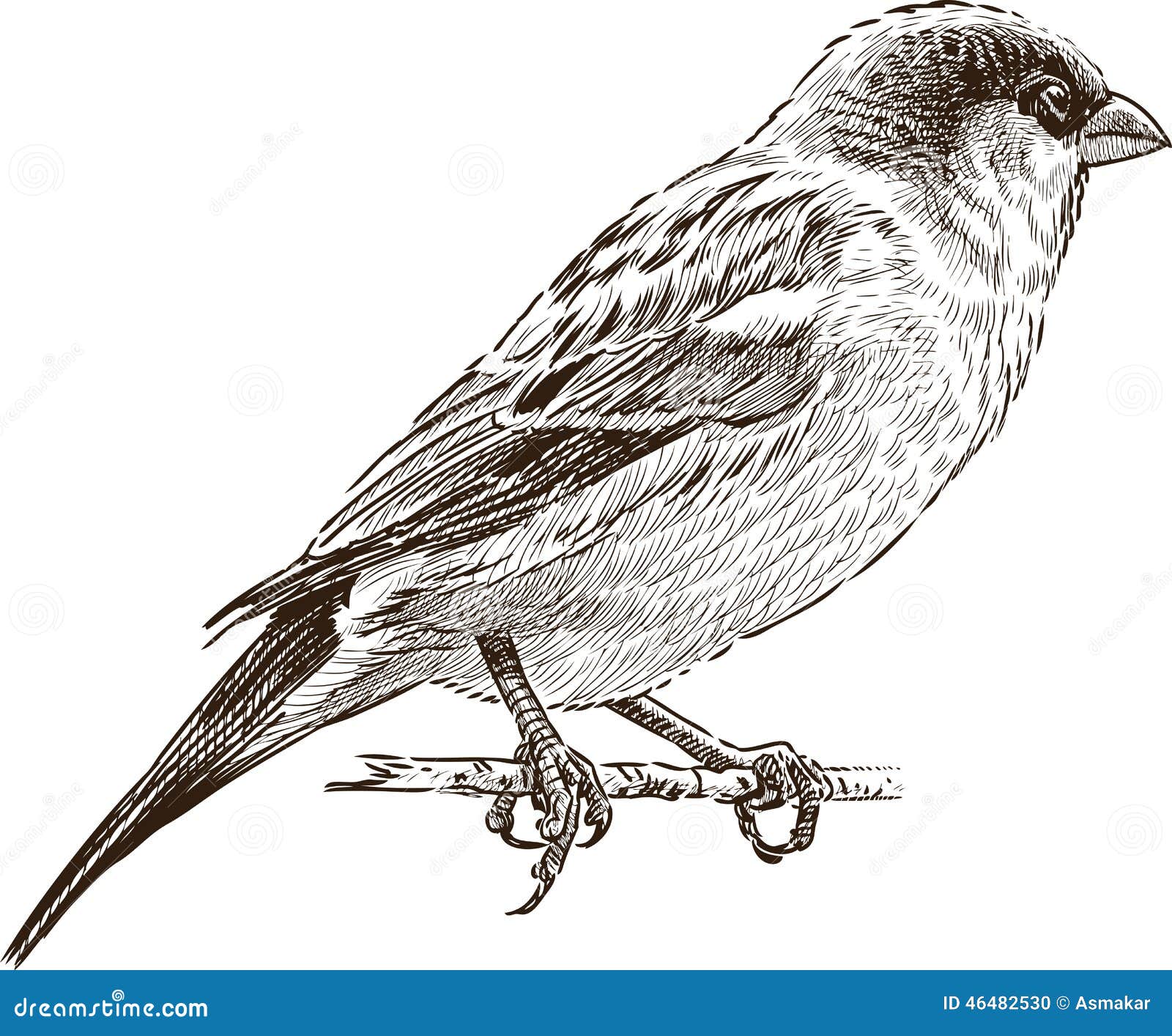 Spatz auf Niederlassung vektor abbildung. Illustration von skizze ...