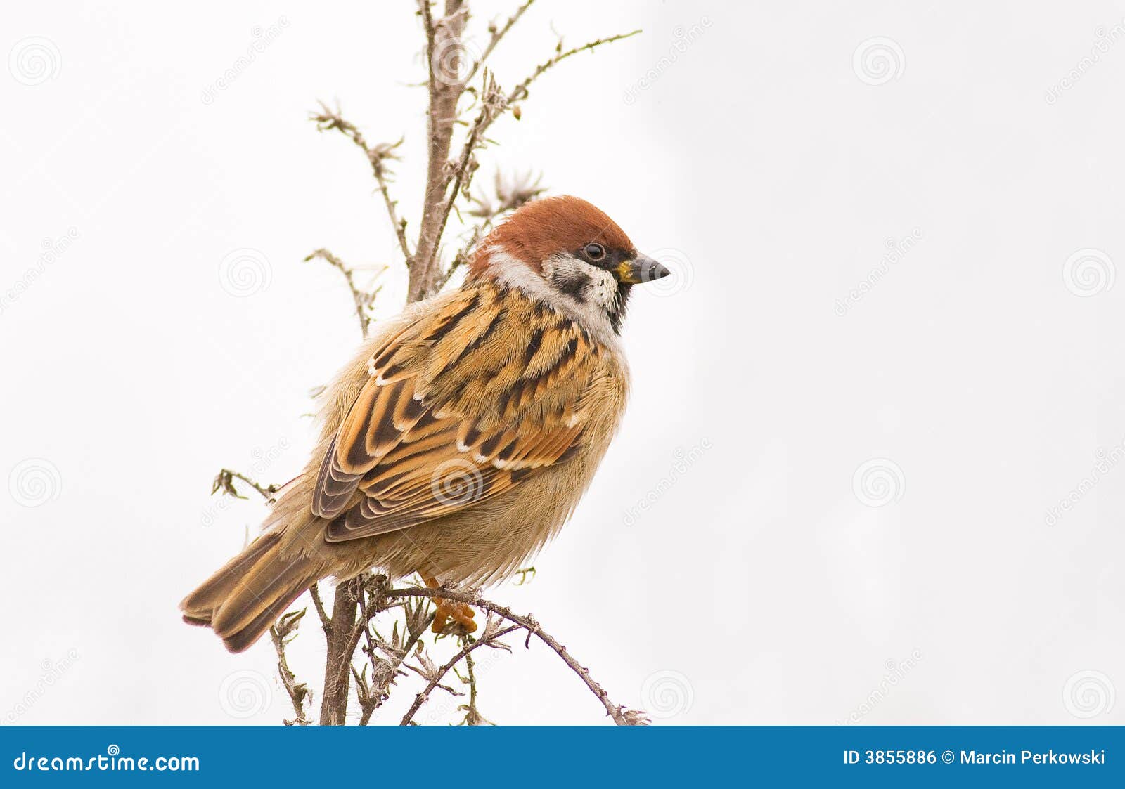 Spatz Auf Weißem Hintergrund Stockfoto - Bild von lied, suchen: 3855886