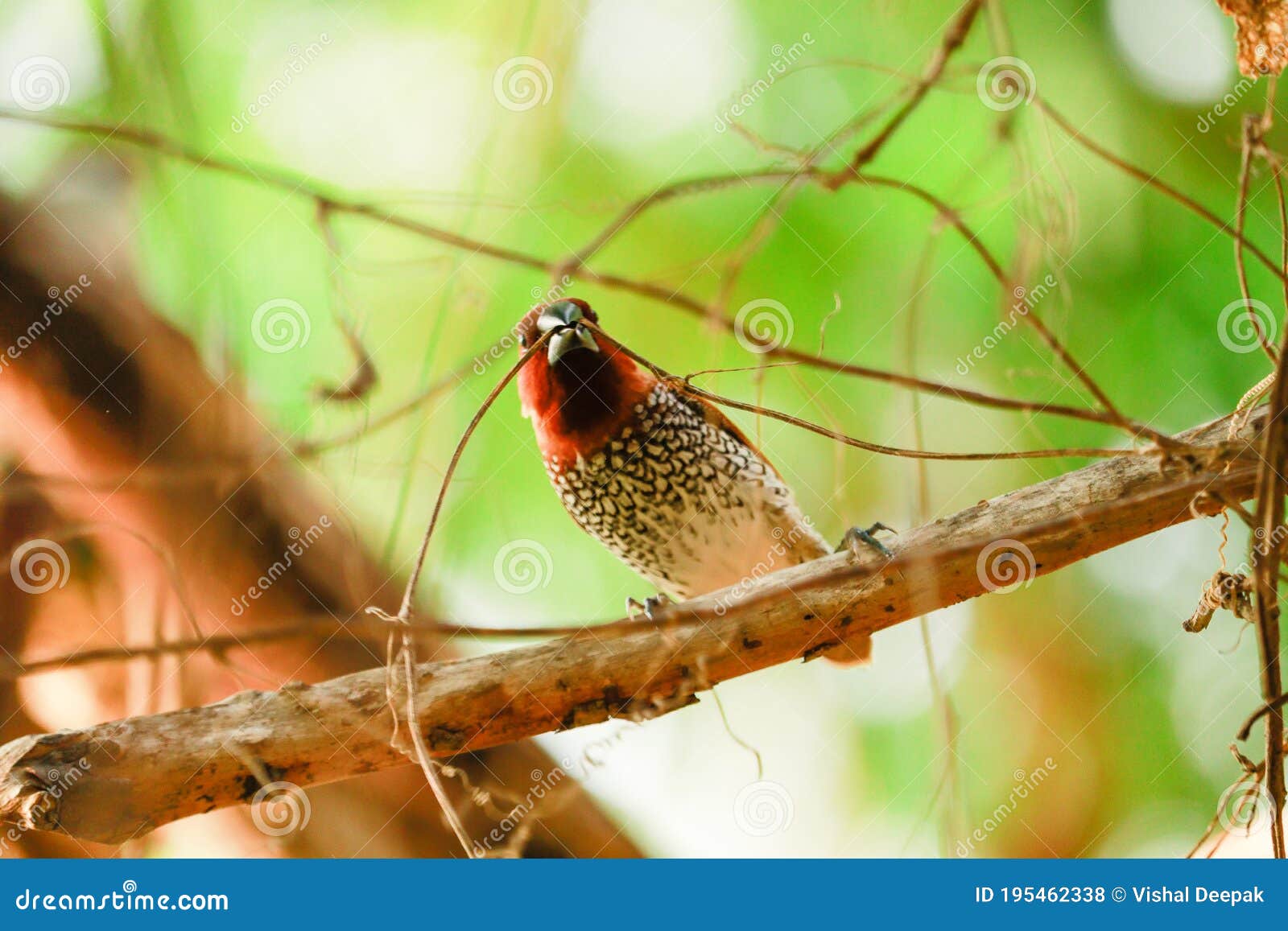 Spatz Bereit, Ein Neues Nest Zu Bauen. Stockfoto - Bild von gelb, blume ...