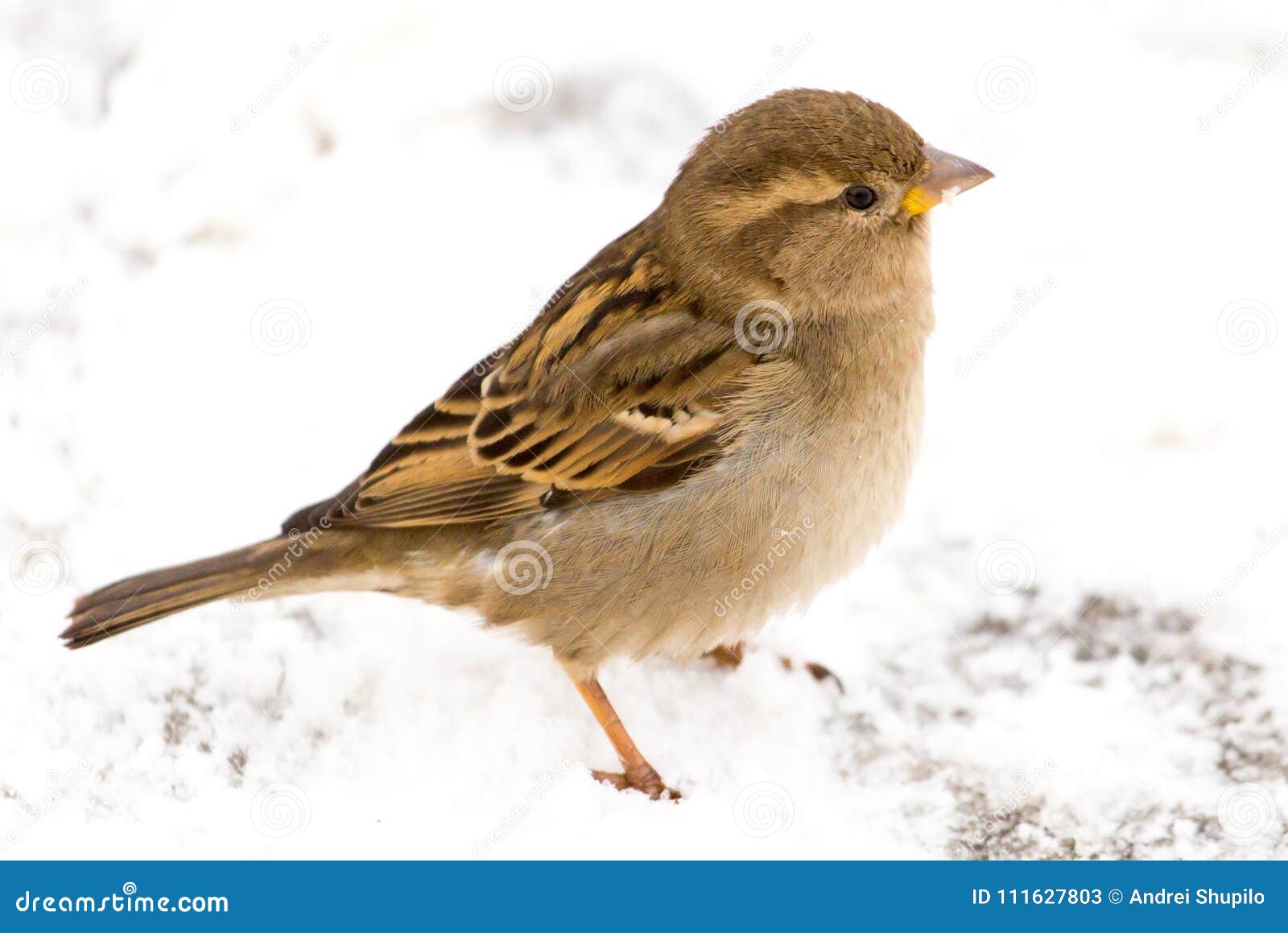 Spatz Sitzt Auf Weißem Schnee Im Winter Stockbild - Bild von draussen ...