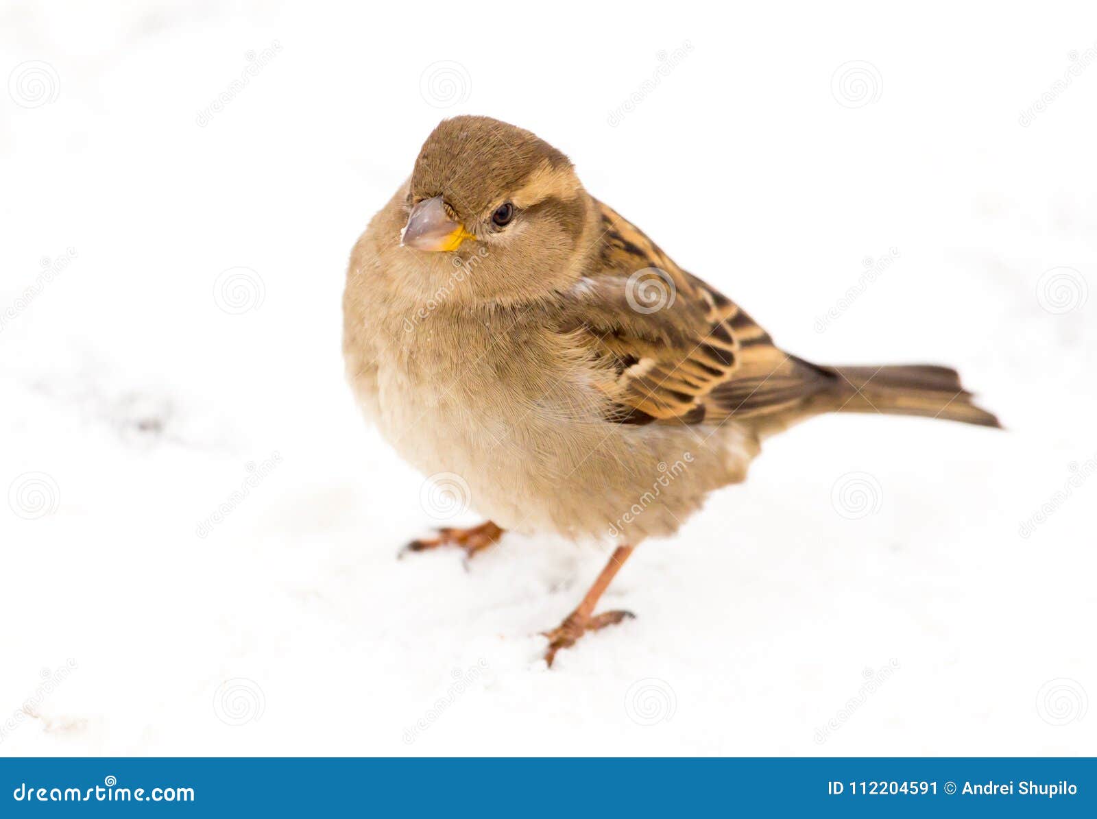 Spatz Sitzt Auf Weißem Schnee Im Winter Stockbild - Bild von mann, nett ...