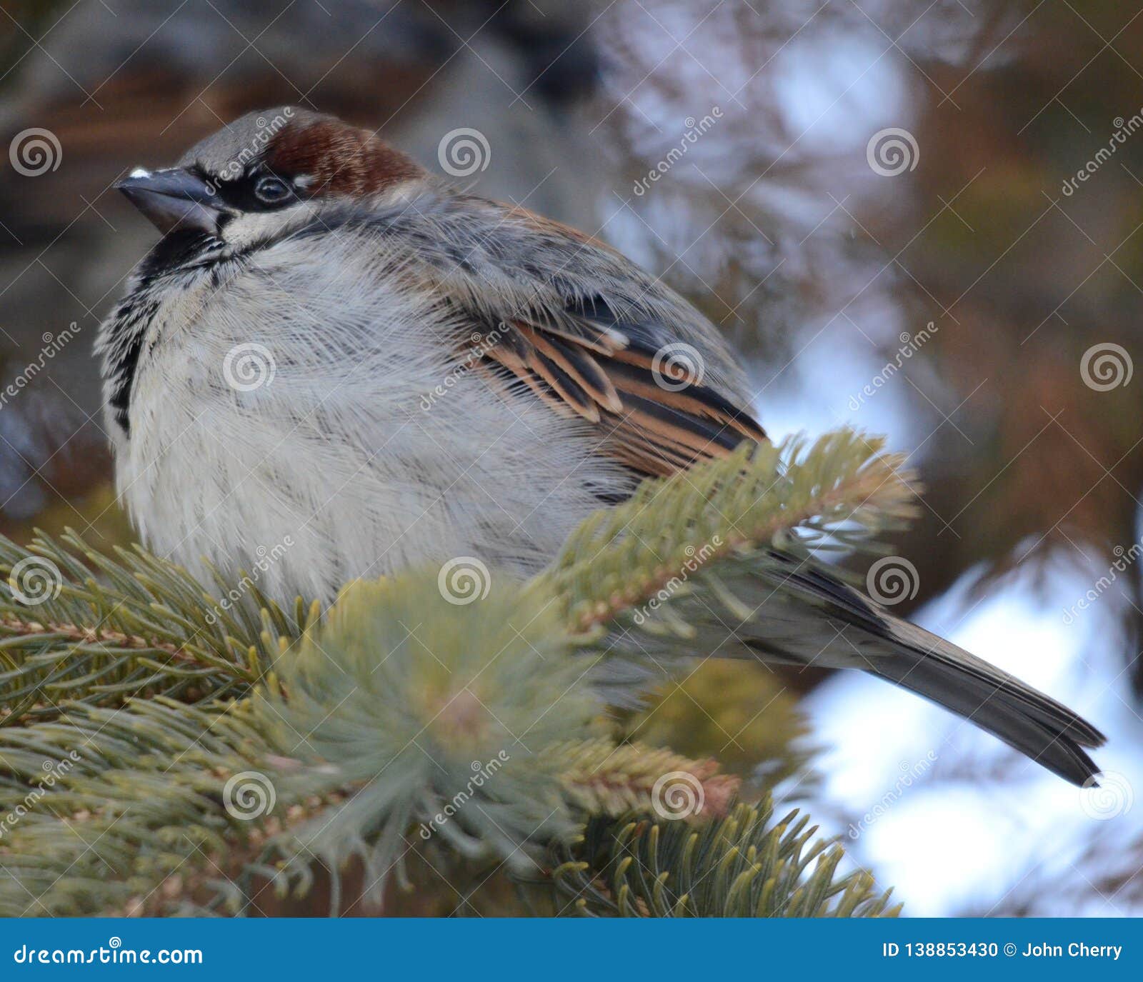 Spatz stockfoto. Bild von januar, waterloo, nord, farbe - 138853430