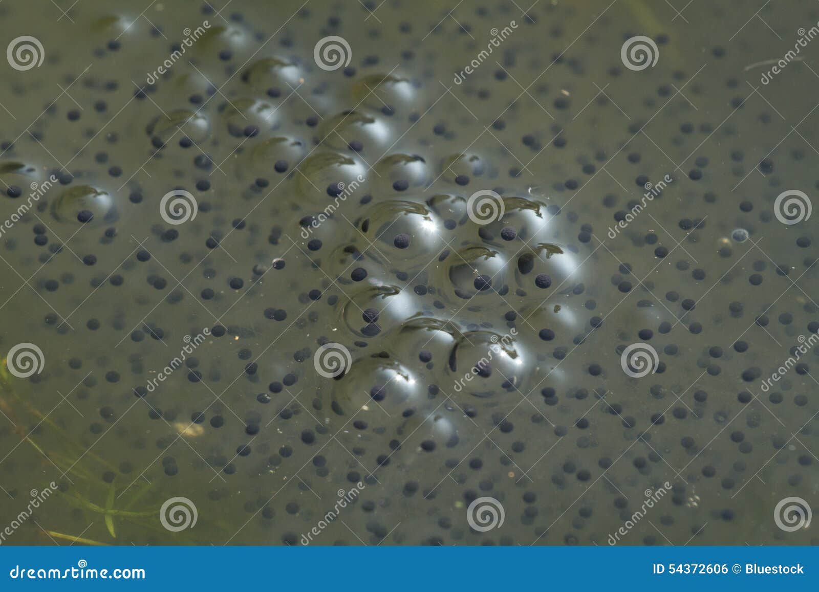 Spawn on pond stock photo. Image of pond, wales, amphibian - 54372606