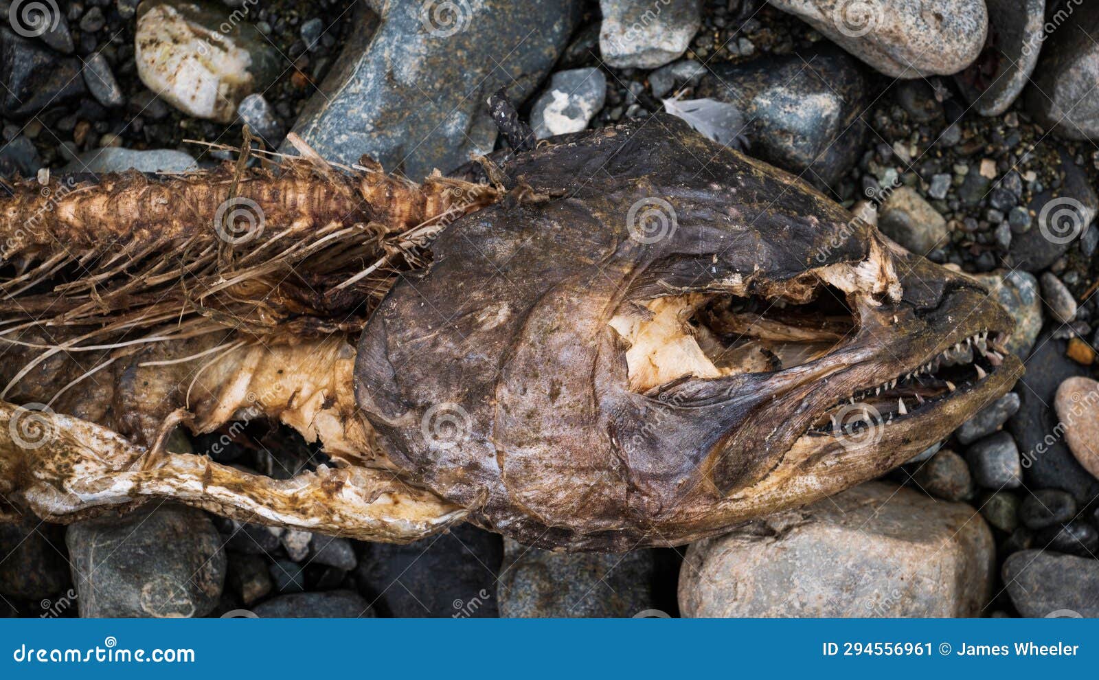 Spawned Out Salmon Dried on the Side of a Vancouver Island River Bank ...
