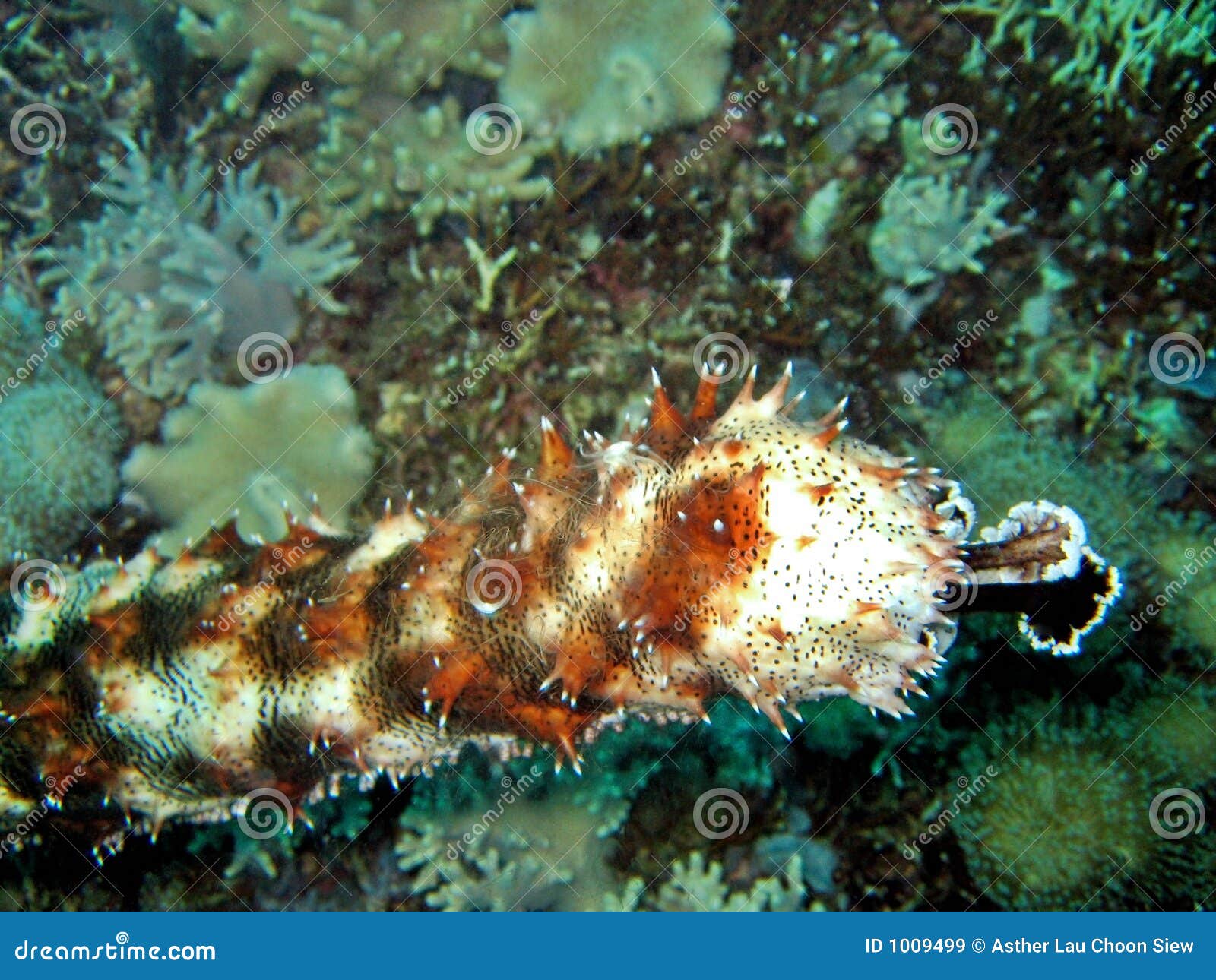 Spawning stock image. Image of marine, ocean, spawning - 1009499