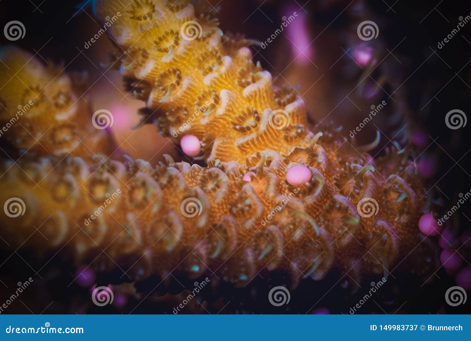 Spawning Acropora Millepora Stock Image - Image of diving, branching ...