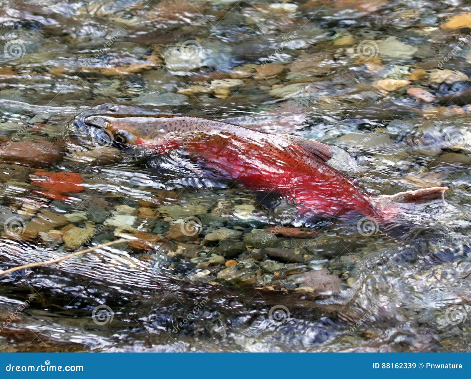 Spawning Coho Salmon stock image. Image of coho, swimming - 88162339