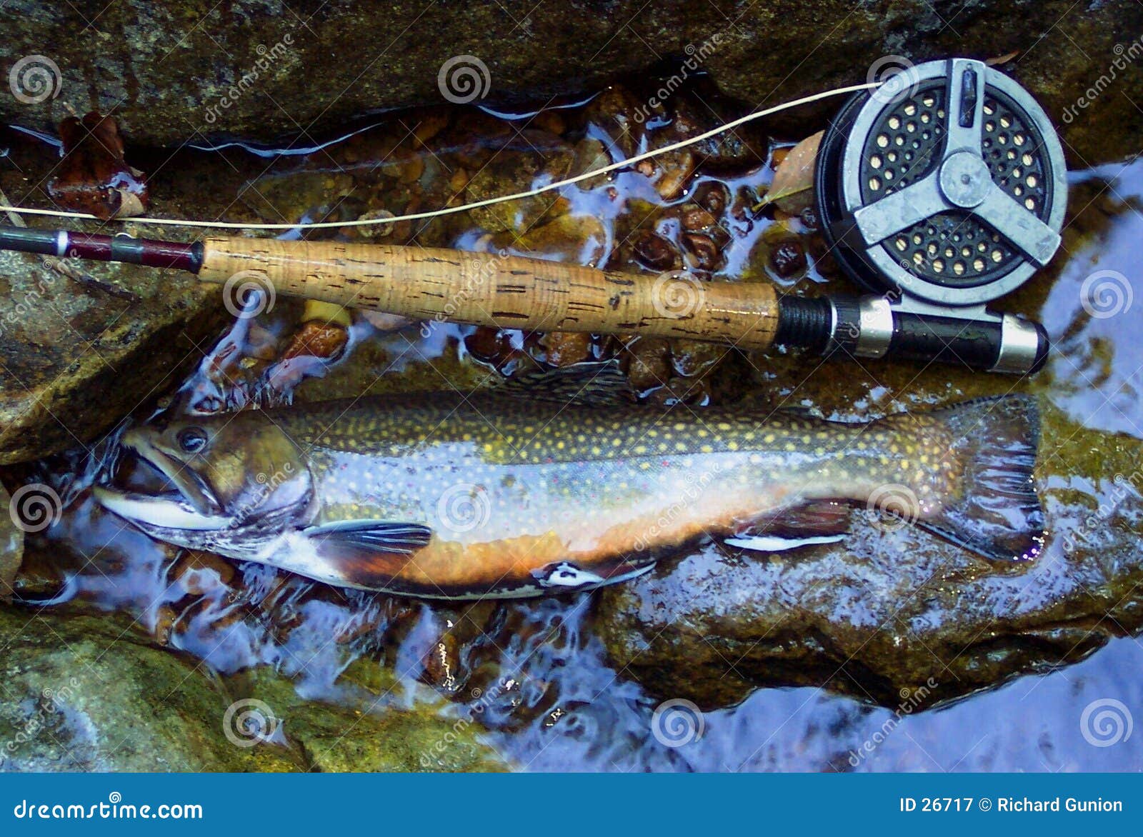 Spawning Color stock image. Image of autumn, fall, spawning - 26717