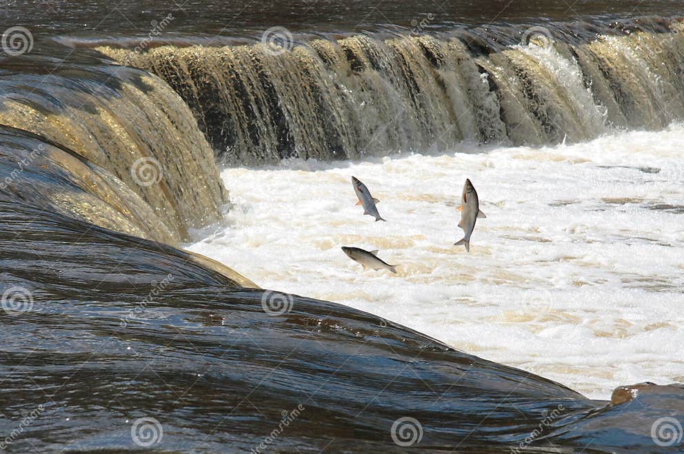 Spawning fish stock image. Image of salmon, reserve, large - 13742531