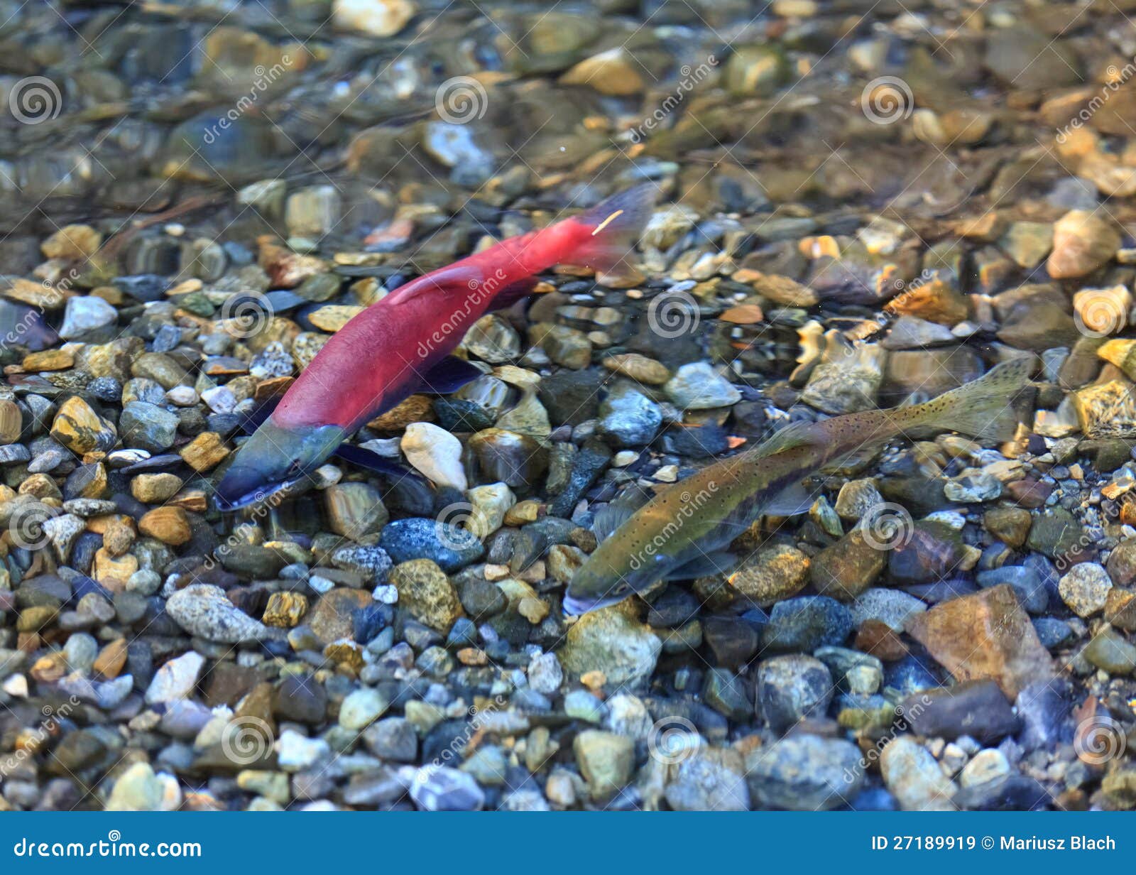 Spawning salmon stock image. Image of plenty, oncorhynchus - 27189919