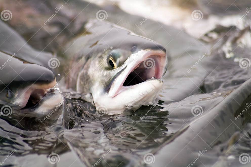 Spawning salmon stock photo. Image of fish, wildlife, life - 6083026