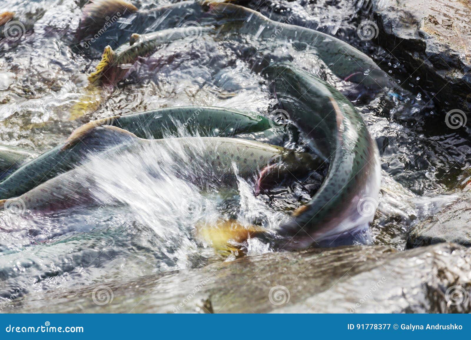 Spawning salmon stock image. Image of ecosystem, upstream - 91778377