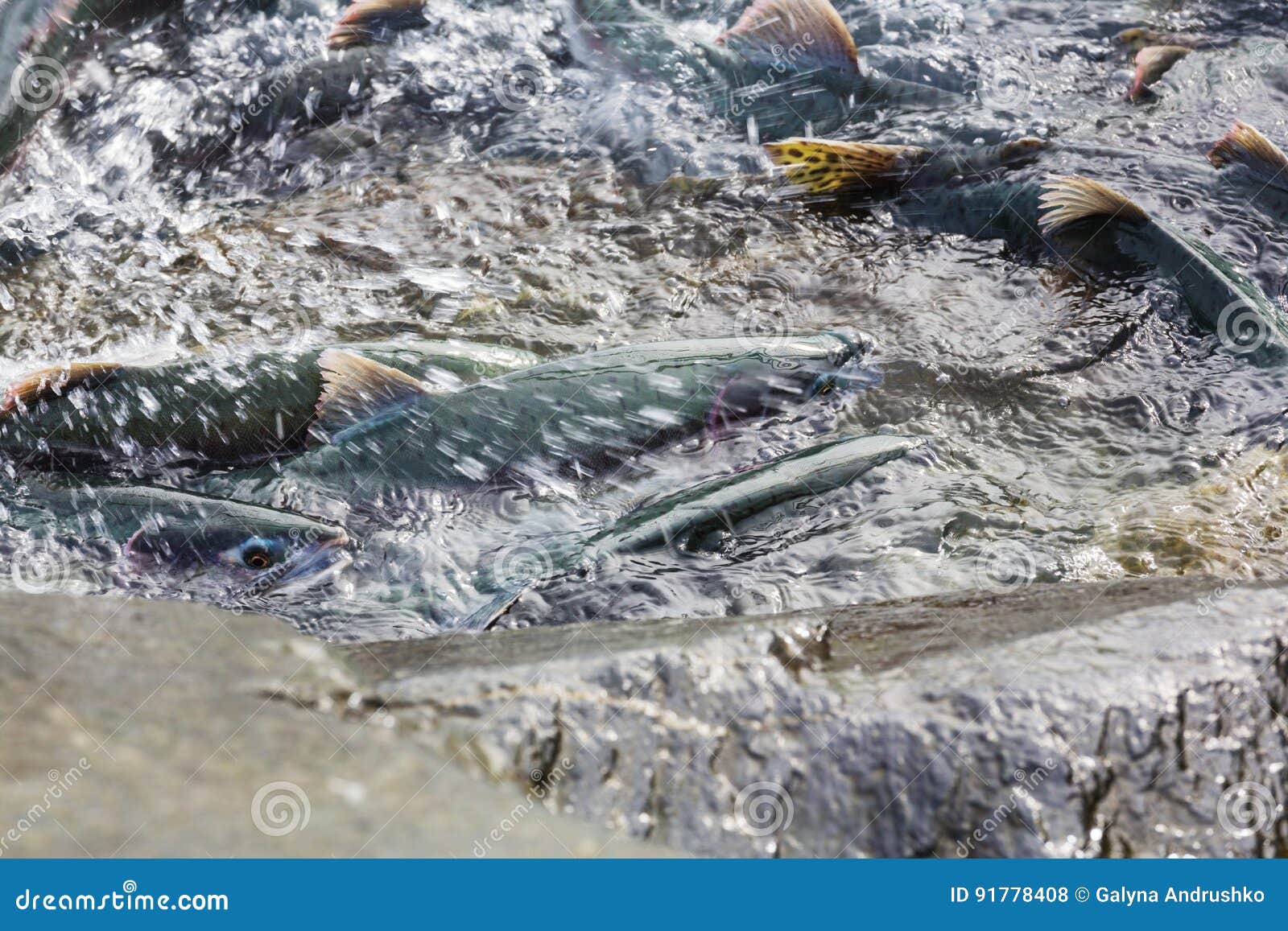 Spawning salmon stock photo. Image of destination, spawning - 91778408