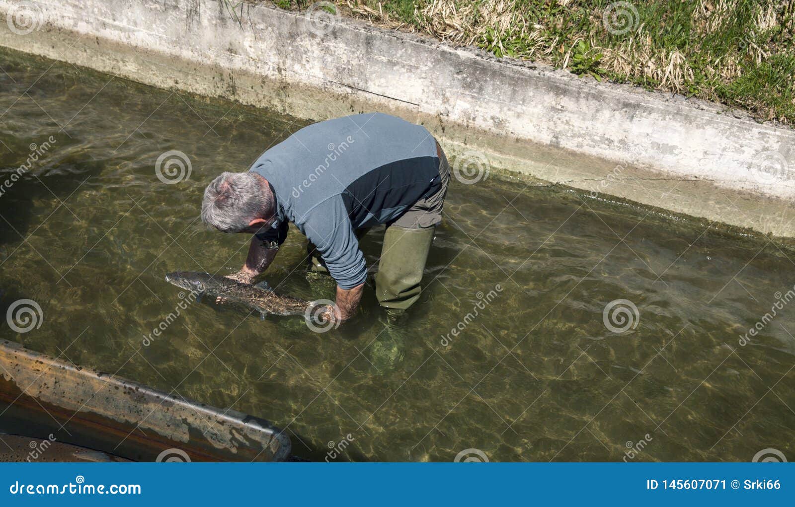 Spawning Salmon Fish in the Pond Stock Image - Image of person ...
