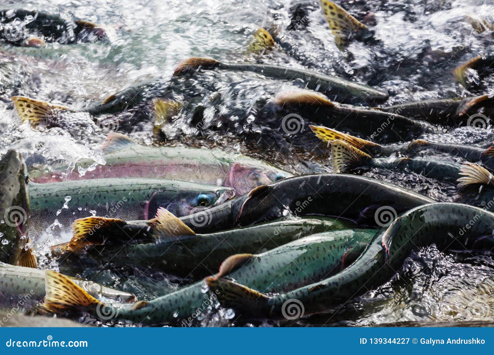 Spawning salmon stock image. Image of summer, rural - 139344227