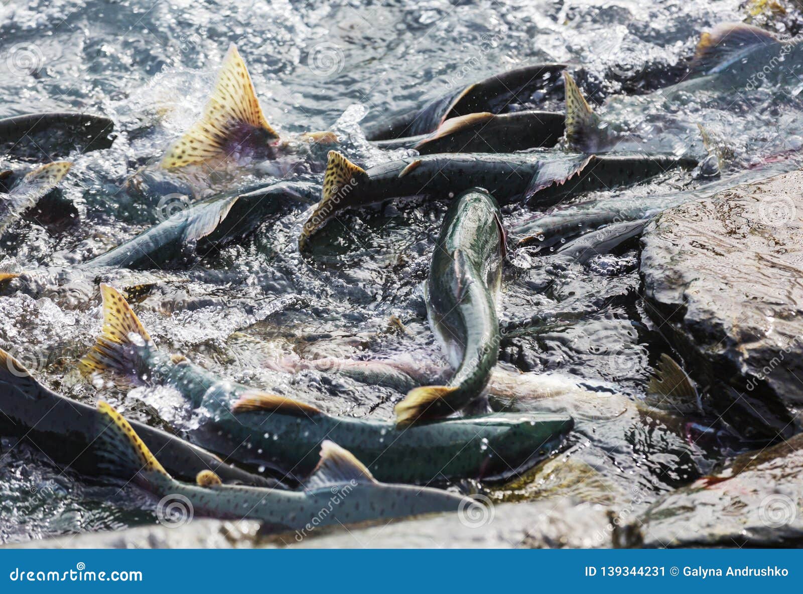 Spawning salmon stock image. Image of life, underwater - 139344231