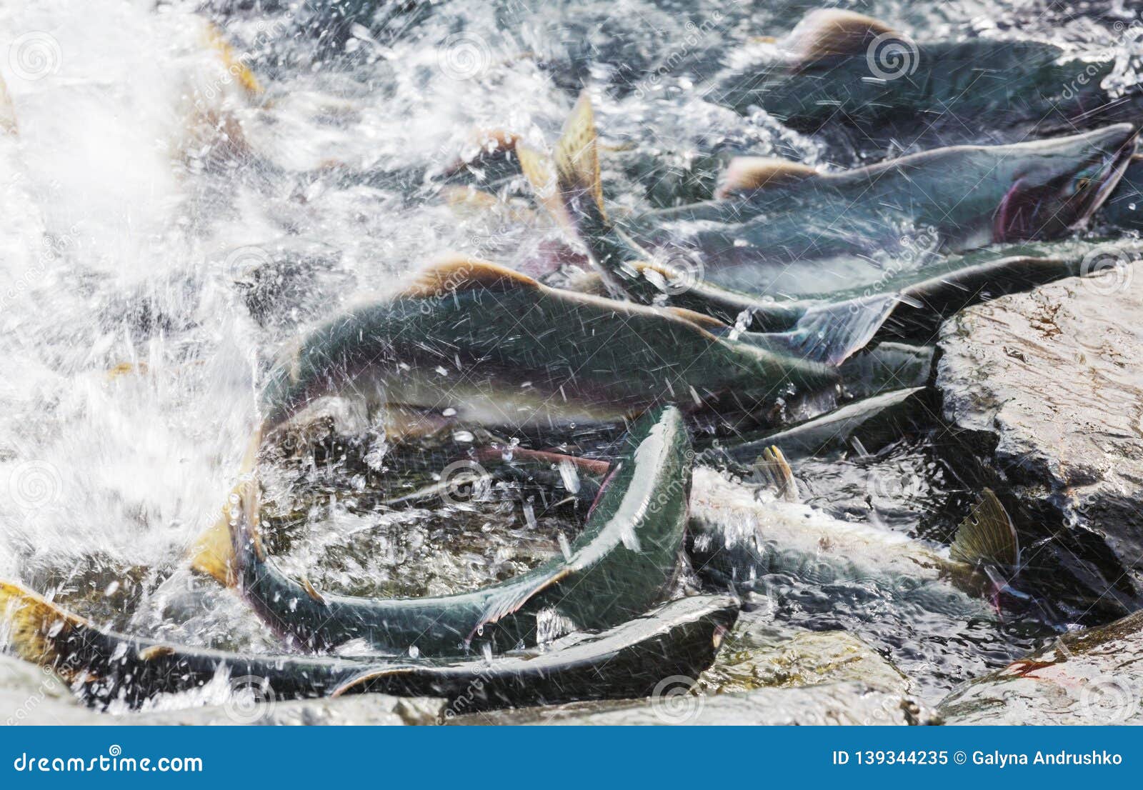 Spawning salmon stock image. Image of nature, america - 139344235