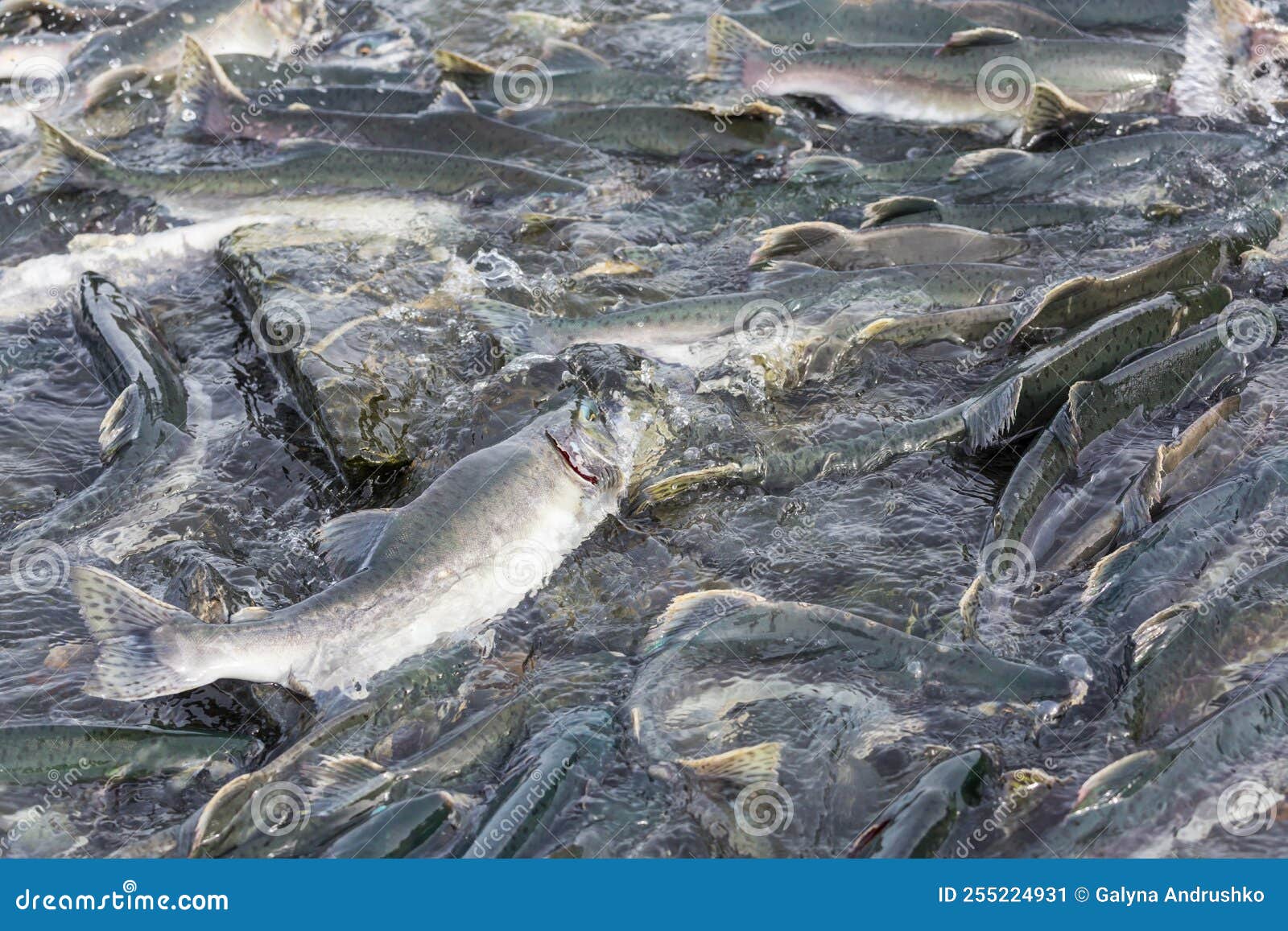 Spawning salmon stock image. Image of alaska, upstream - 255224931