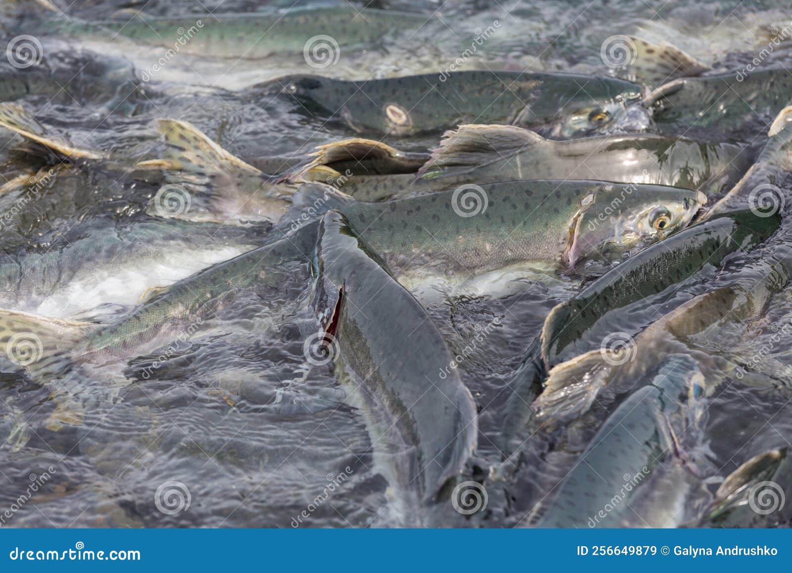 Spawning salmon stock image. Image of marine, sockeye - 256649879