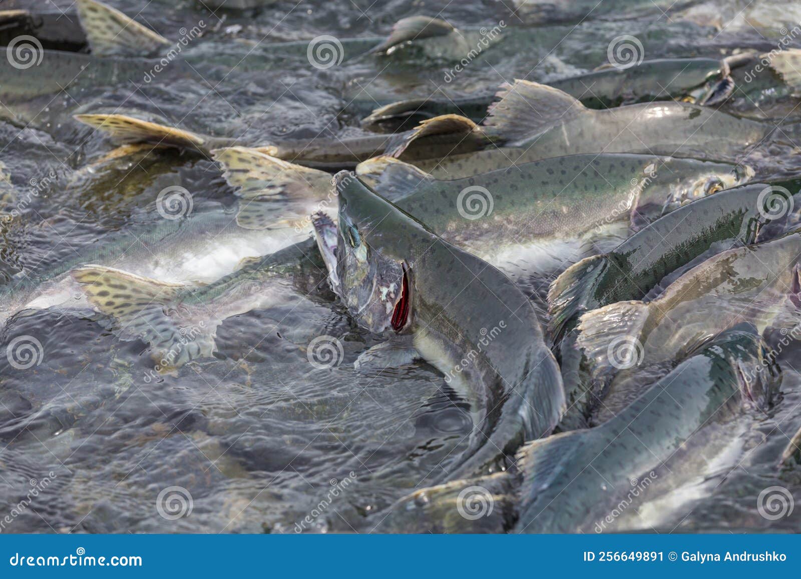 Spawning salmon stock image. Image of sport, swimming - 256649891