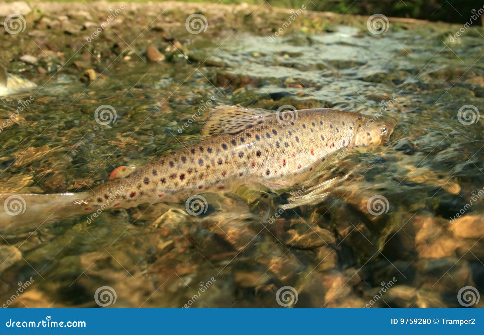 Spawning season stock photo. Image of angling, freshwater - 9759280