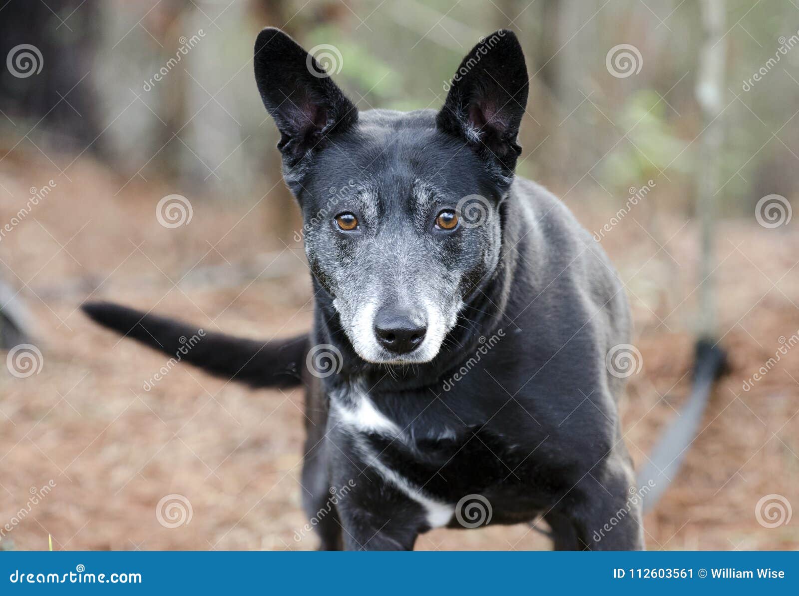 Black Dog with Gray Muzzle, Shepherd Cattledog Mixed Breed Stock Image ...