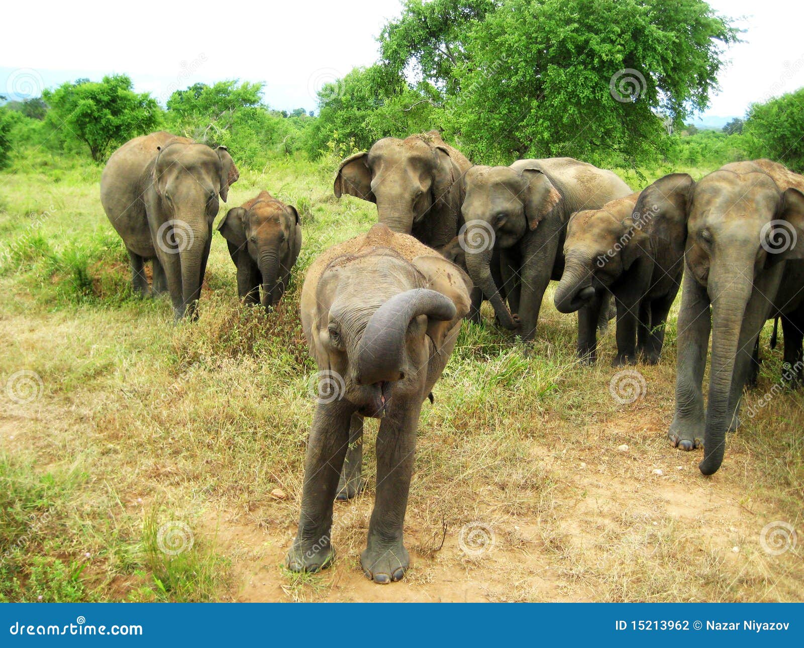 Speaking elephant stock photo. Image of communicating - 15213962