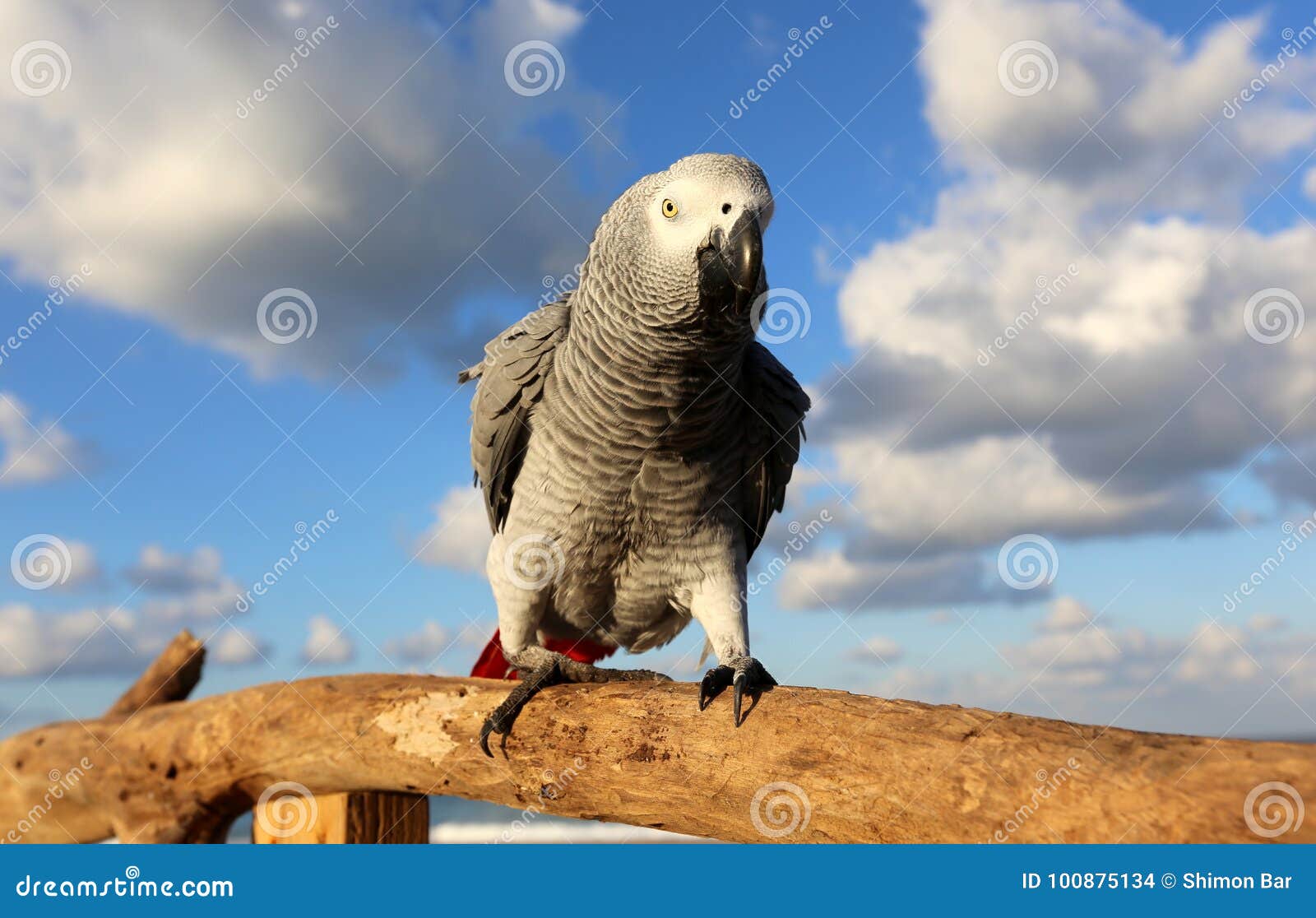 A parrot stock photo. Image of beast, fauna, rest, park - 100875134