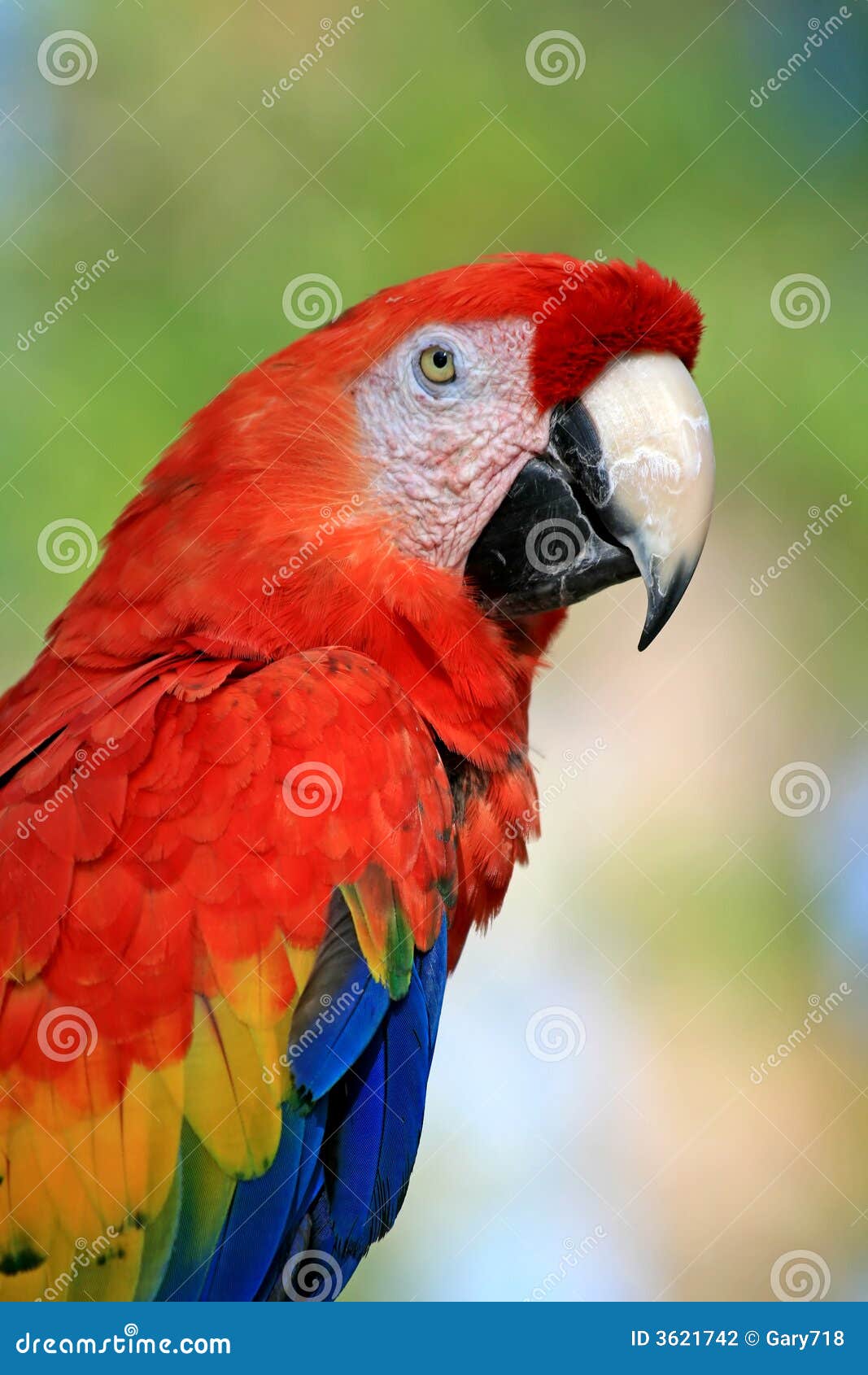 Speaking parrot in a park stock photo. Image of bird, natural - 3621742