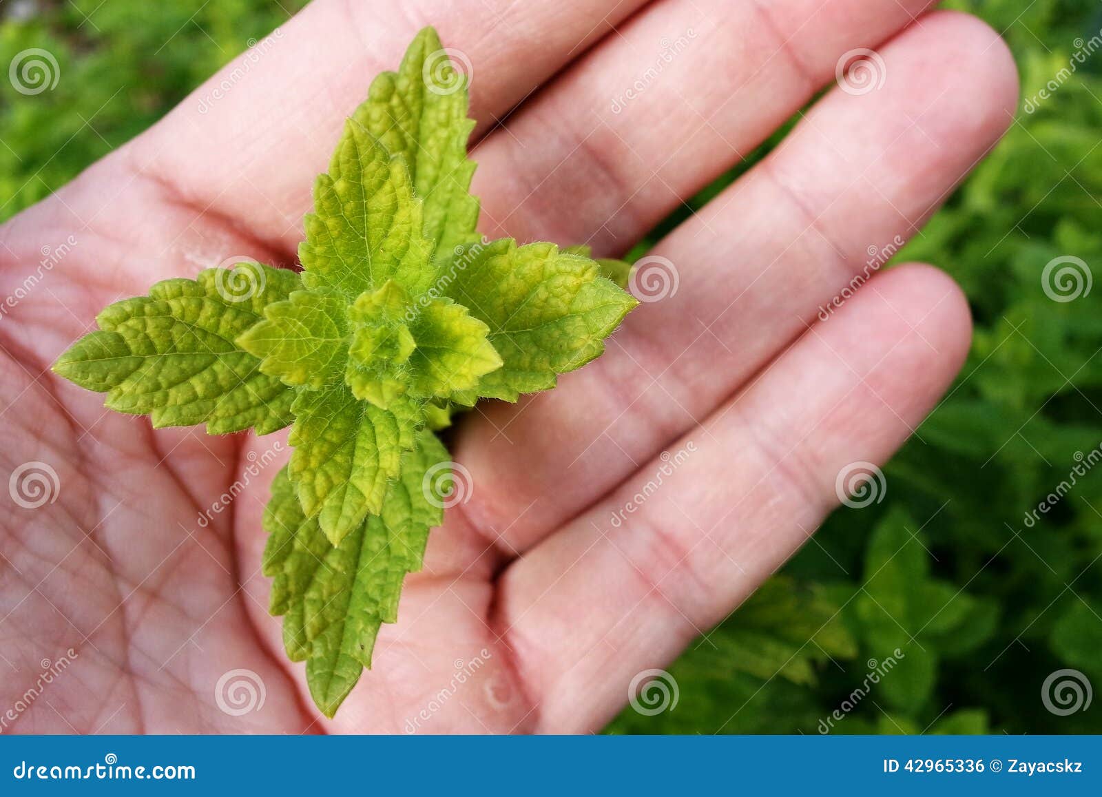Spear Mint (metha Spicata) Plant Held in Left Hand Stock Photo - Image ...