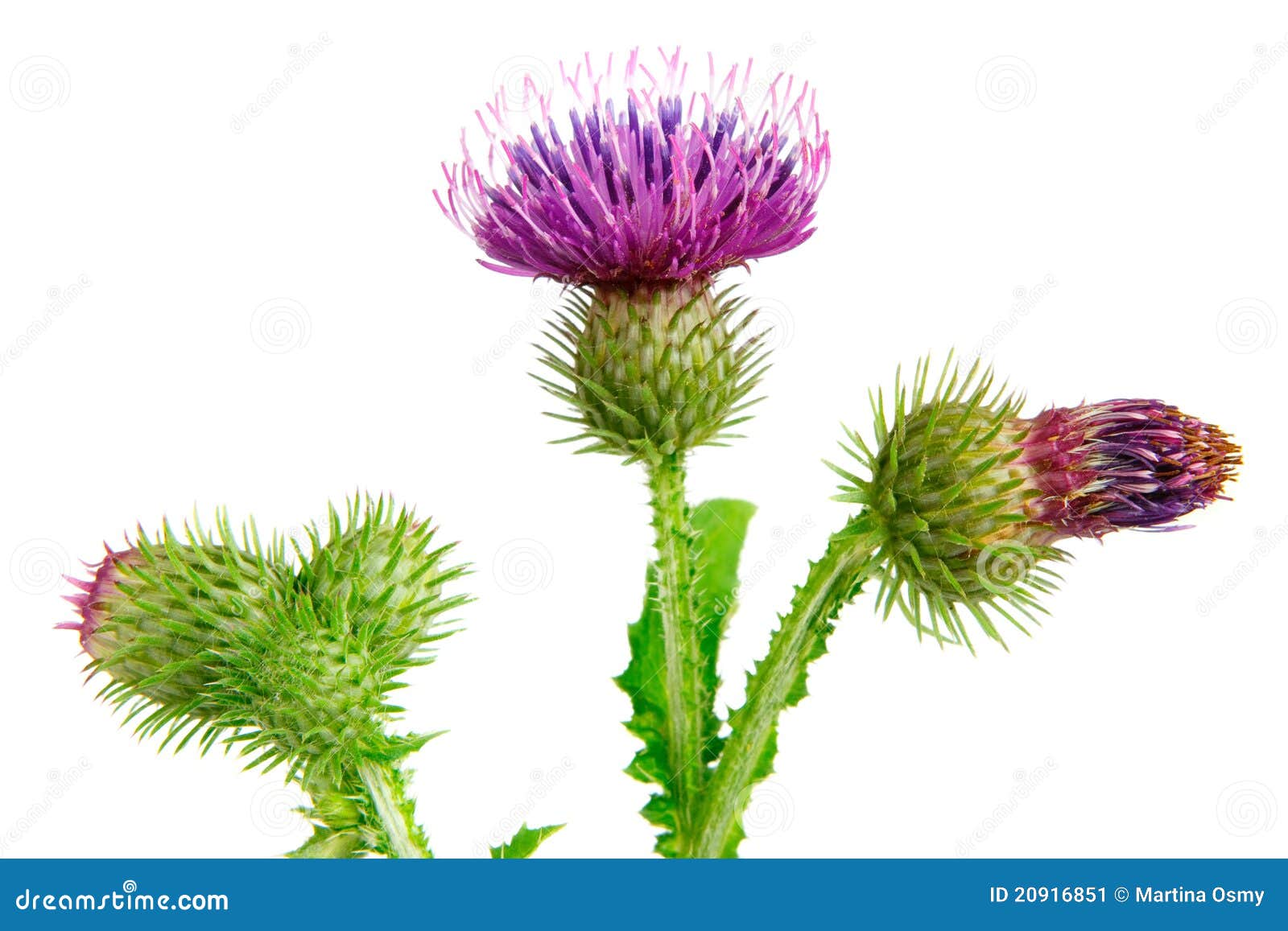 Spear Thistle, Cirsium Vulgare Royalty-Free Stock Photography ...
