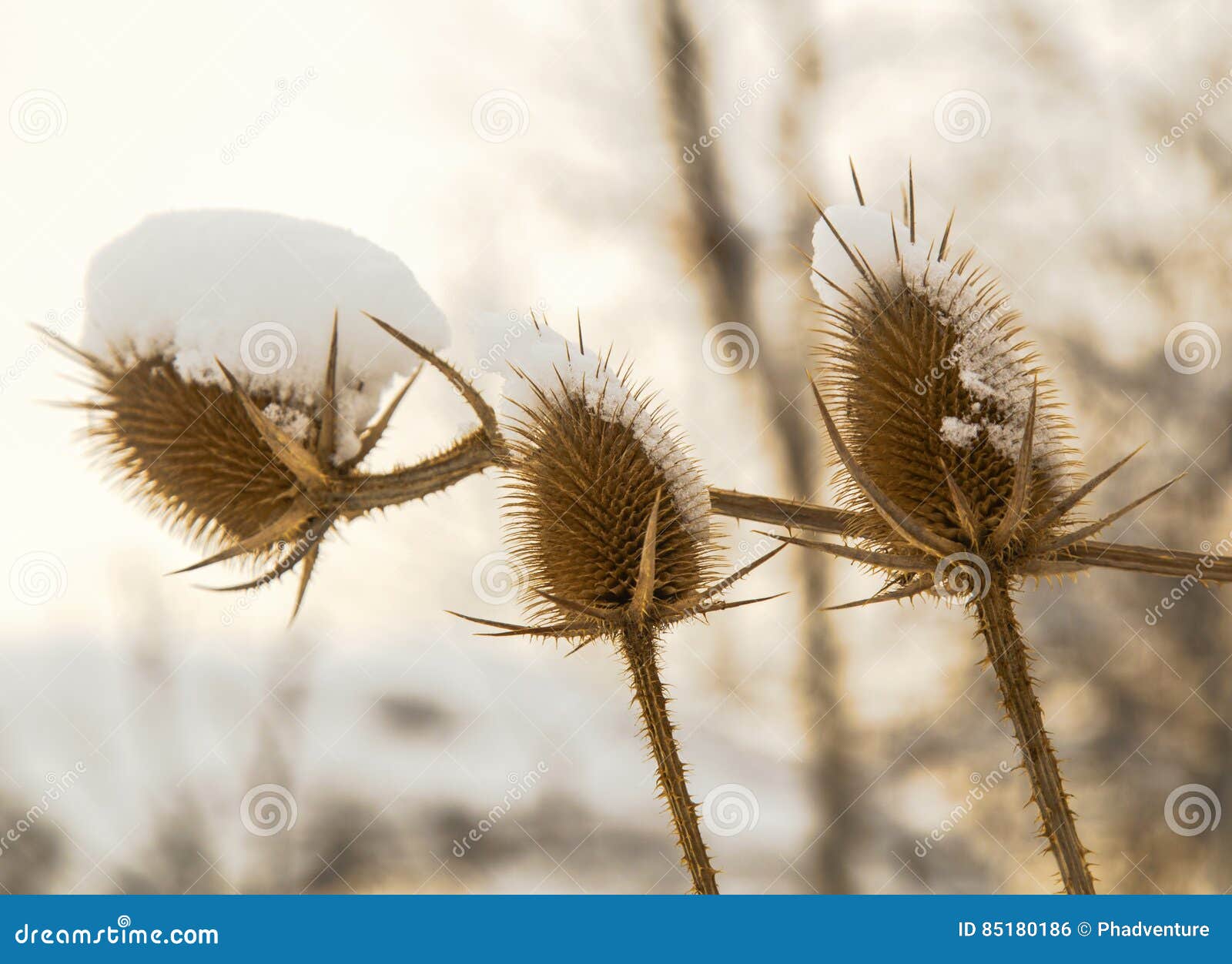 Spear Thistle Covered with Snow in Winter Stock Photo - Image of close ...