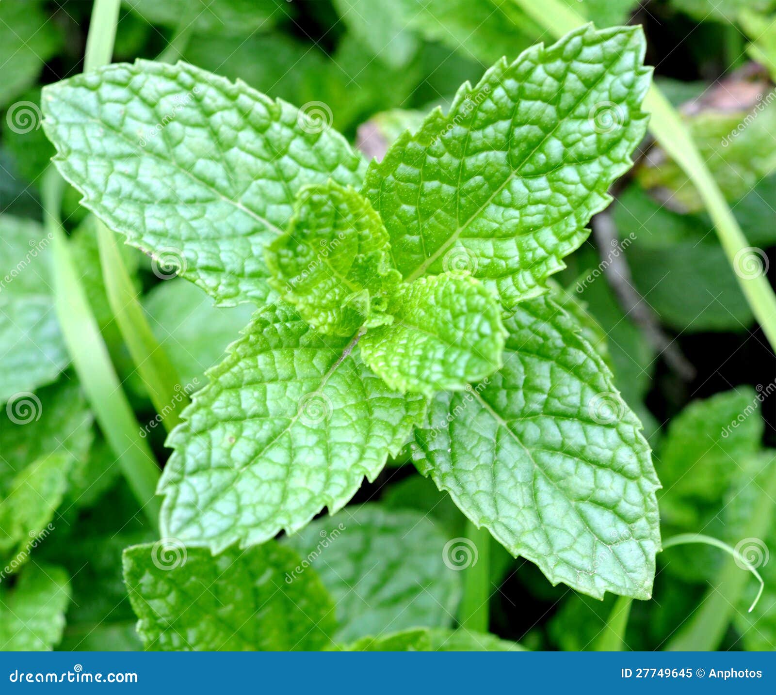 Spearmint tree stock image. Image of menthol, gardening - 27749645
