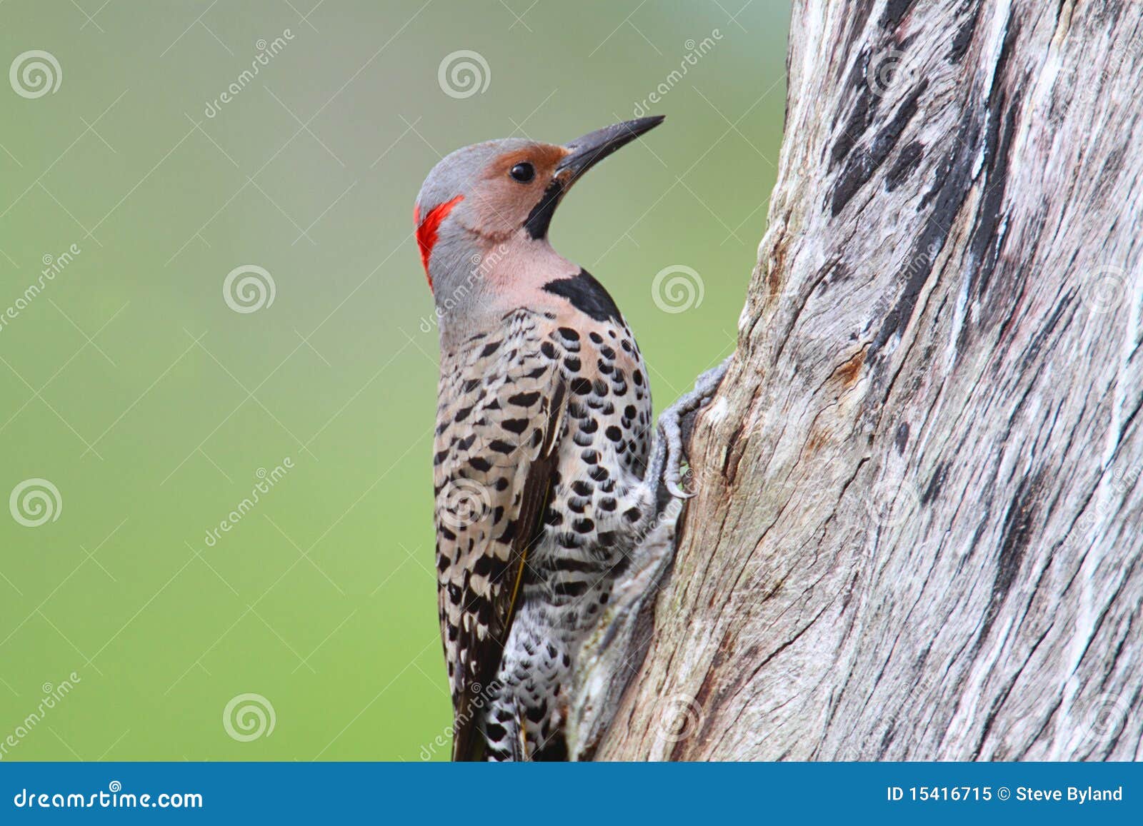 Specht, Der Ein Nest Aufbaut Stockbild - Bild von vogel, wild: 15416715