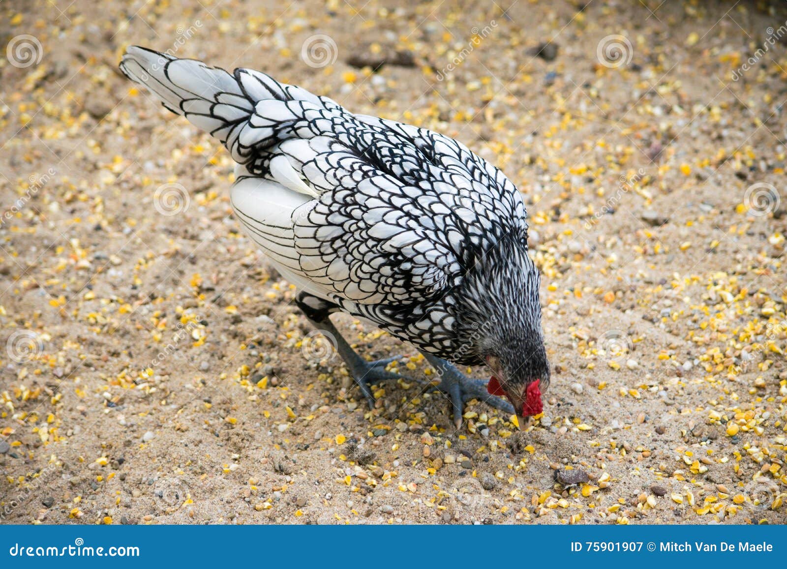Special chicken stock image. Image of natural, outlook - 75901907