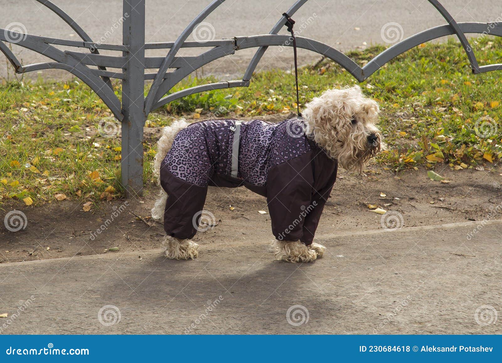Special Clothes for the Dog for Walking on the Street Stock Photo ...