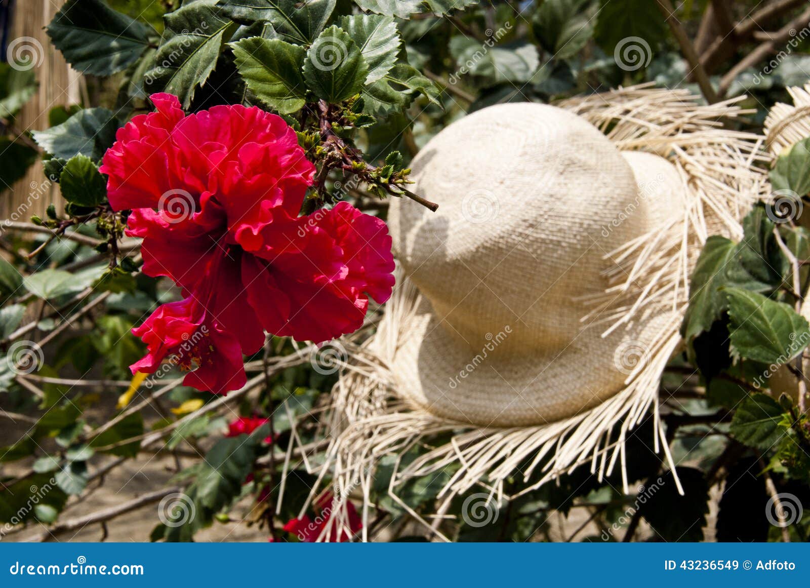 Special Display of Straw Hats Stock Image - Image of bush, elegant ...
