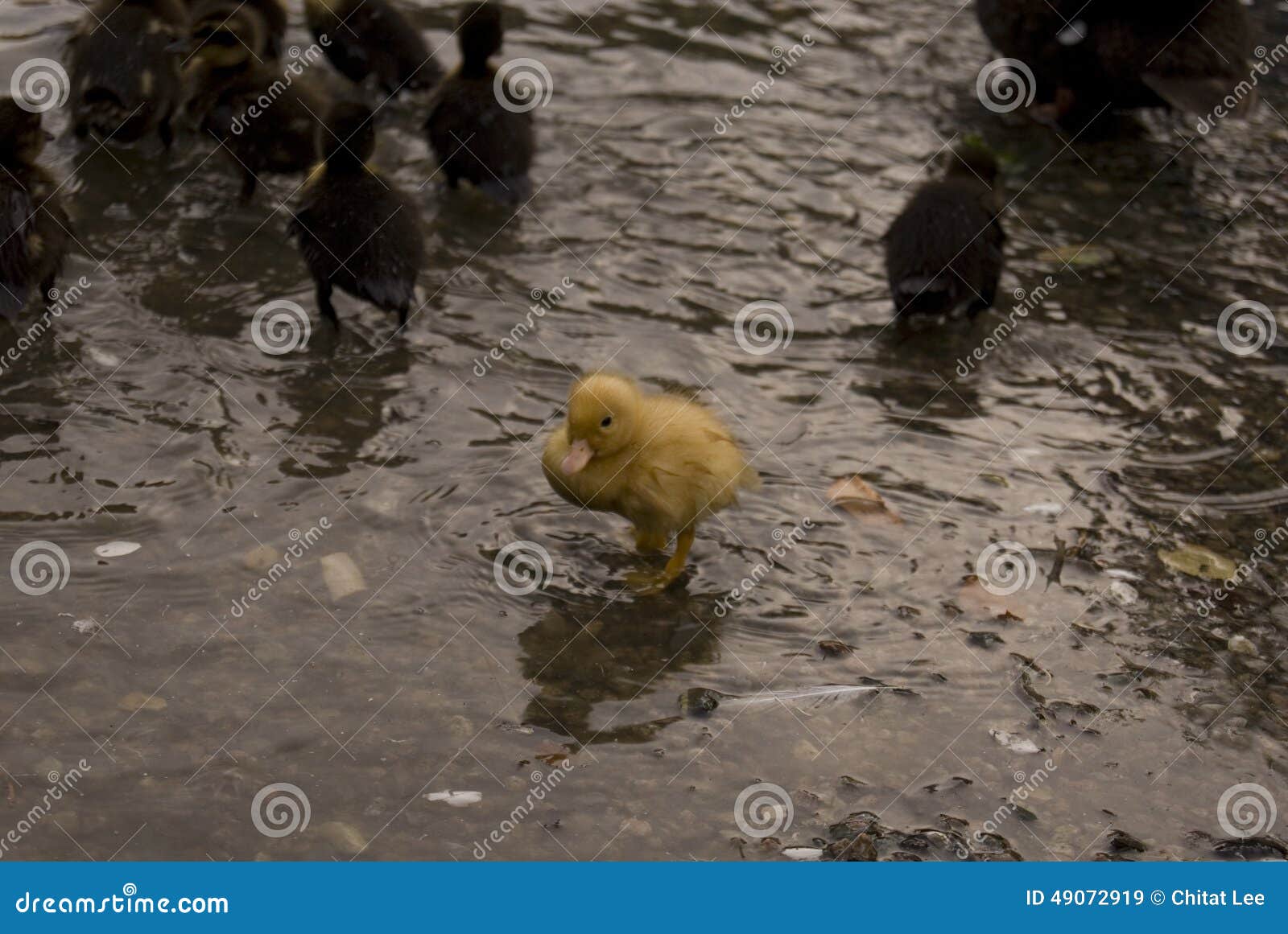 Special Duckling Stand out stock image. Image of duckling - 49072919