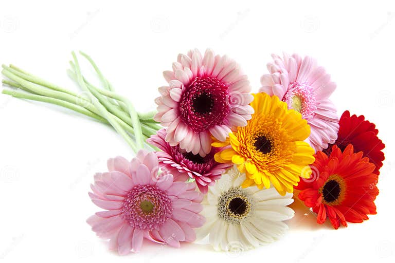 Special flowers stock photo. Image of love, flower, nature - 24897300