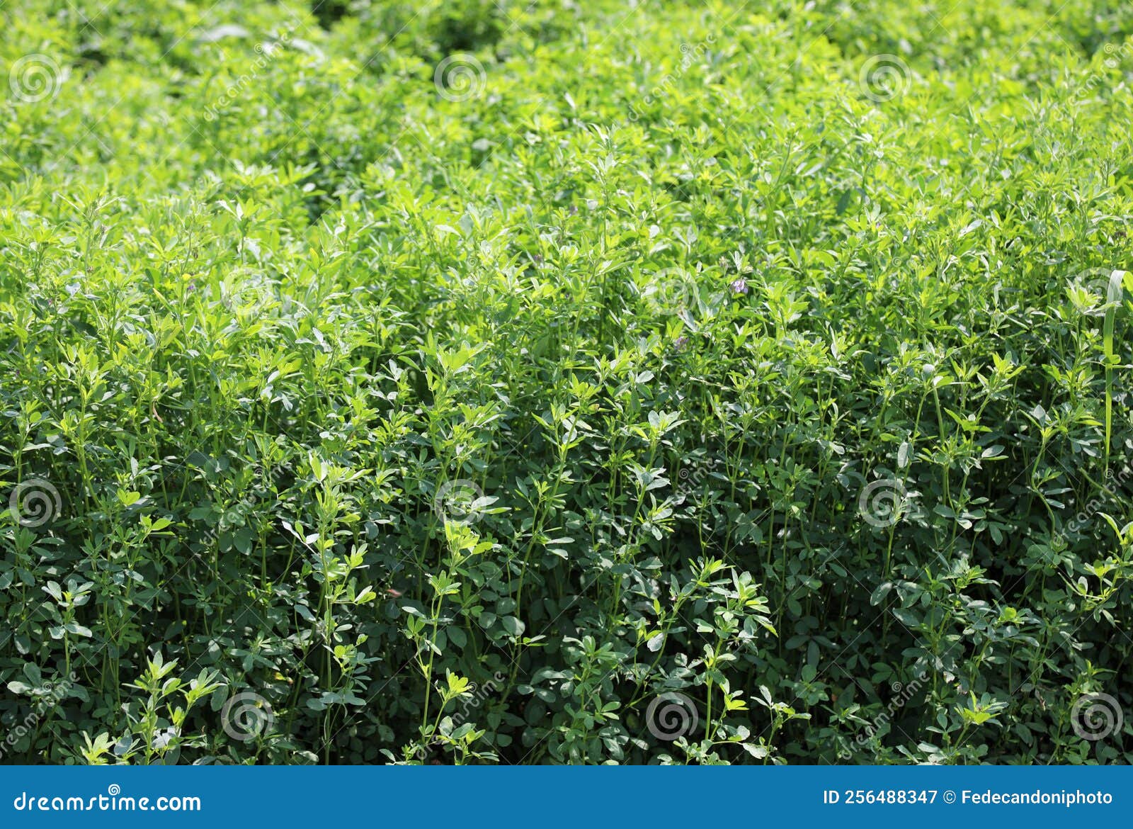 Special Grass Used As Fodder As Feed for Breeding Cows Stock Image ...