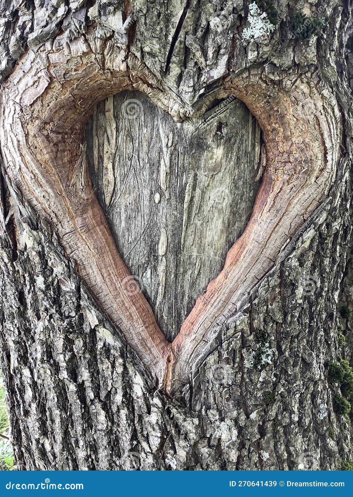 A Heart in the Bark of a Tree Stock Image - Image of appeared, heart ...