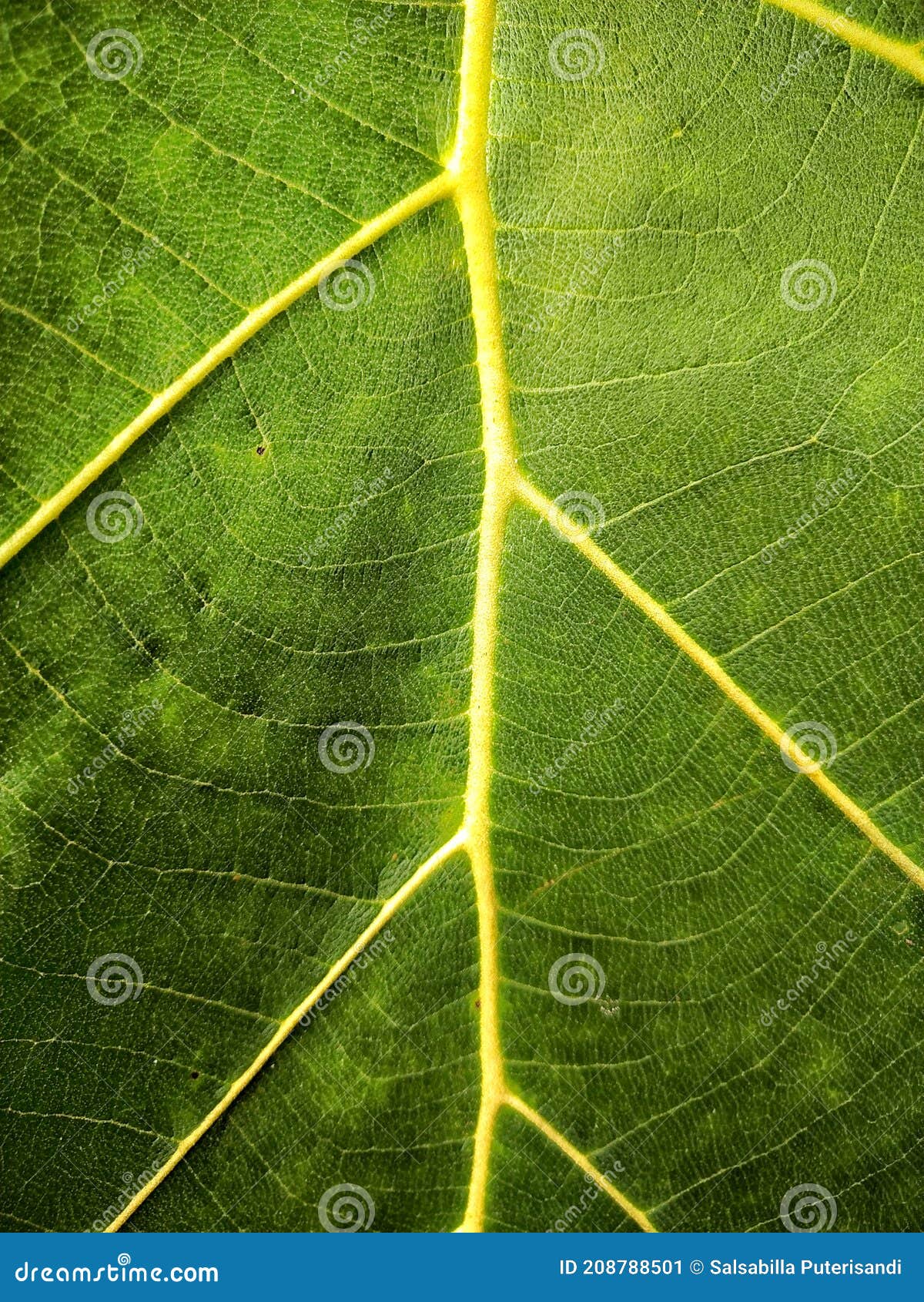 Teak Tree Fiber stock image. Image of branch, sunlight - 208788501