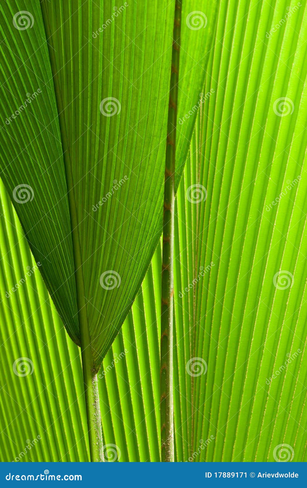 Special palm-leaf stock image. Image of caribbean, outdoor - 17889171