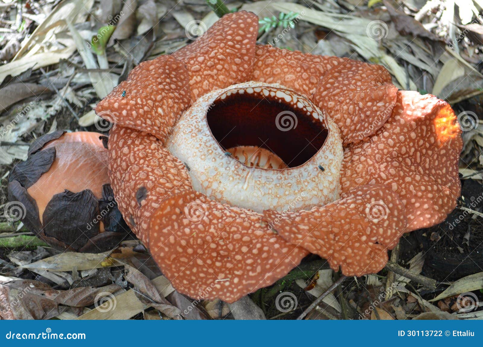 Rafflesia Arnoldii - The Largest Flower On Earth Stock Photo ...