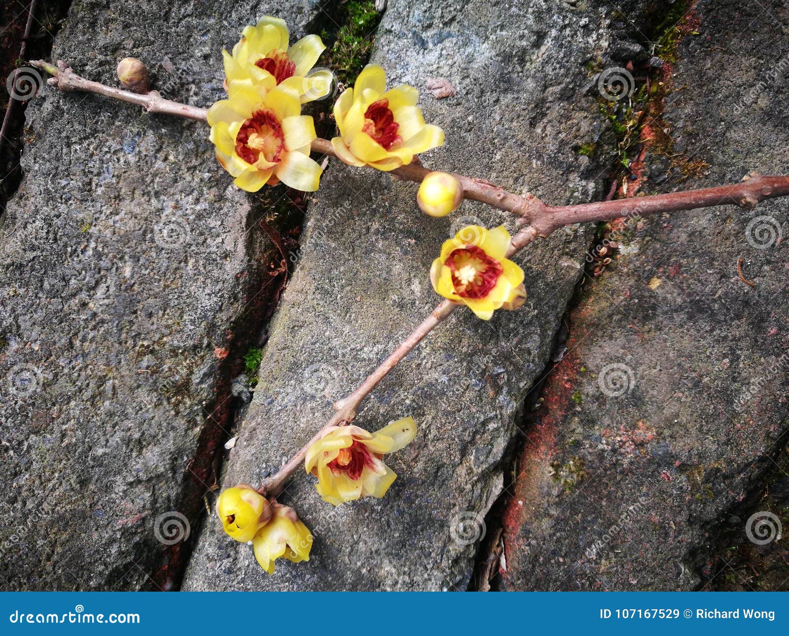 Special Primrose Flower Blossoming in the Winter Stock Image - Image of ...