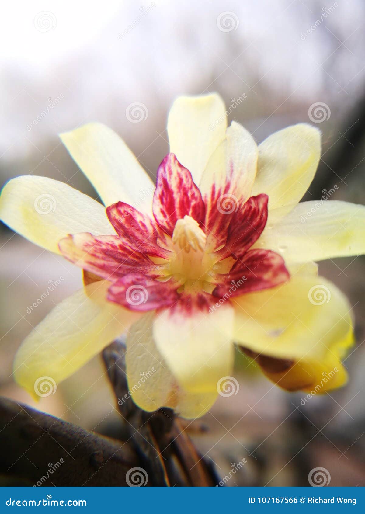 Special Primrose Flower Blossoming in the Winter Stock Photo - Image of ...